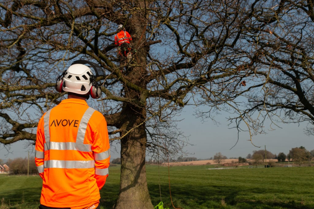 How Vegetation Management Supports UK Utilities | Avove